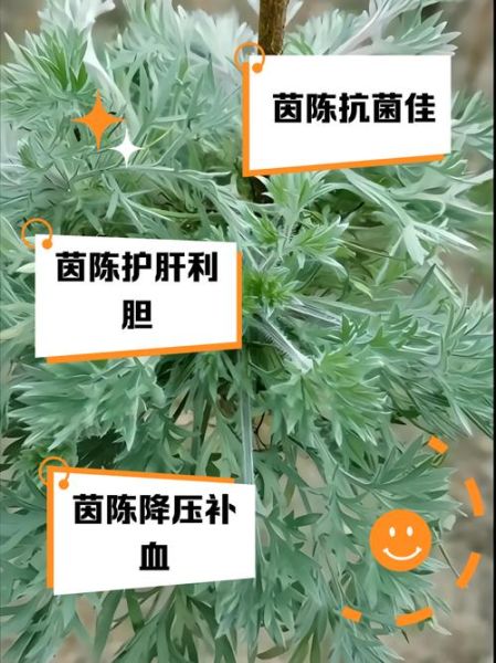 茵陈泡水每天喝几次_茵陈泡水用量与禁忌-第1张图片-山城妙识