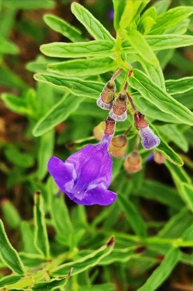 半枝莲图片大全大图_半枝莲长什么样-第2张图片-山城妙识