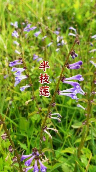 半枝莲图片大全大图_半枝莲长什么样-第3张图片-山城妙识