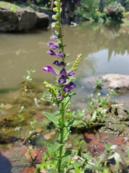 半枝莲图片大全大图_半枝莲长什么样-第1张图片-山城妙识