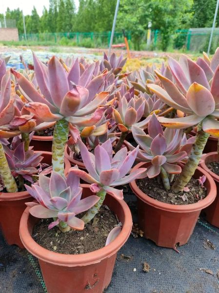 太妃糖多肉怎么养_太妃糖多肉掉叶子怎么办-第1张图片-山城妙识