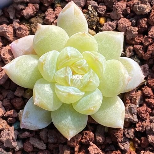 太妃糖多肉怎么养_太妃糖多肉掉叶子怎么办-第3张图片-山城妙识