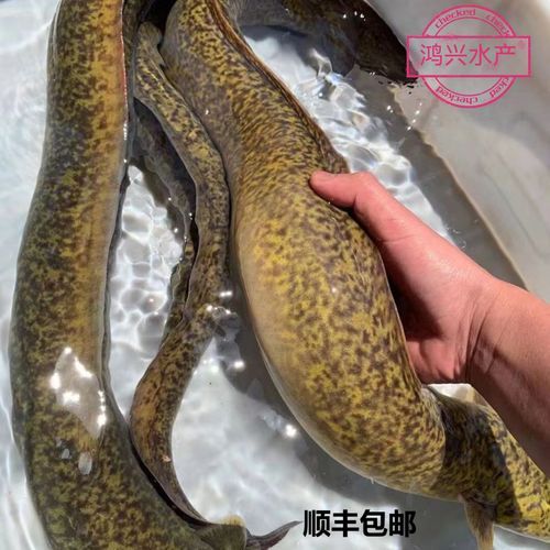 花鳗鱼怎么做好吃_花鳗鱼清蒸还是红烧-第1张图片-山城妙识 花鳗鱼怎么做好吃_花鳗鱼清蒸还是红烧-第1张图片-山城妙识