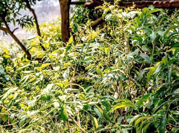 云南甜菜树学名叫什么_甜菜树与甜菜的区别-第2张图片-山城妙识