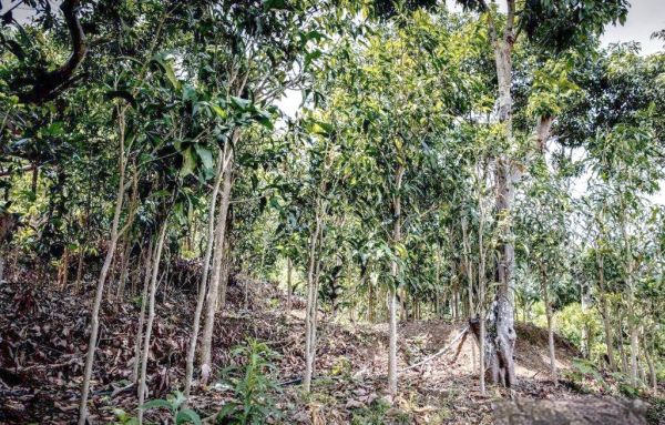 云南甜菜树学名叫什么_甜菜树与甜菜的区别-第3张图片-山城妙识