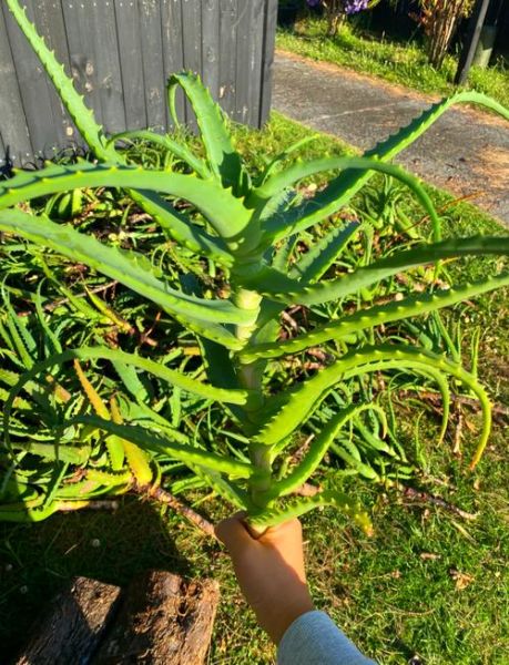 木立芦荟可以长期吃吗_长期吃木立芦荟安全吗-第1张图片-山城妙识