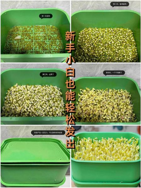 生豆芽怎么发最快_家庭无土生豆芽步骤-第2张图片-山城妙识 生豆芽怎么发最快_家庭无土生豆芽步骤-第2张图片-山城妙识