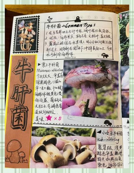 牛肝菌有几种品种图_常见可食用与毒菌区分-第2张图片-山城妙识