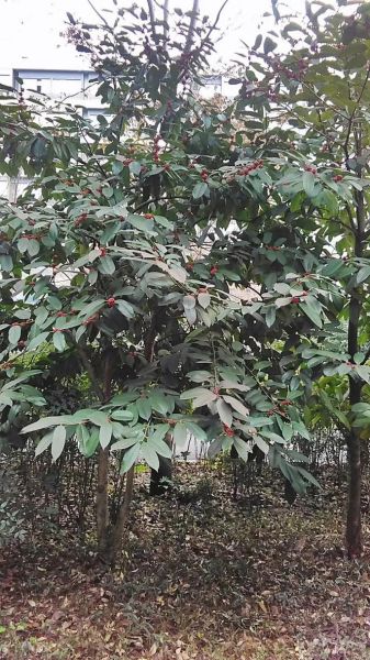 大叶冬青树图片_如何识别与养护-第2张图片-山城妙识