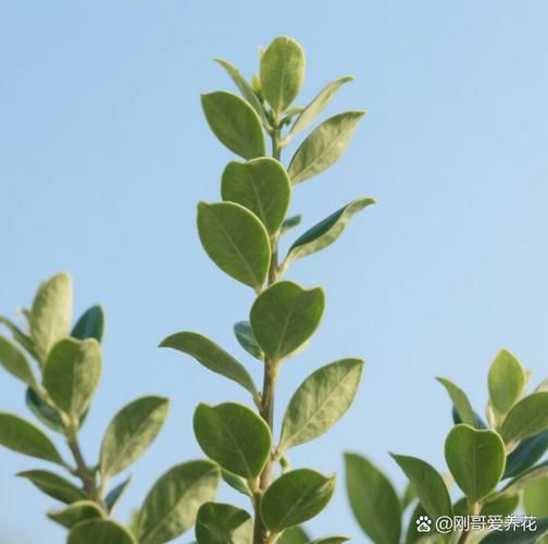 大叶冬青树图片_如何识别与养护-第1张图片-山城妙识