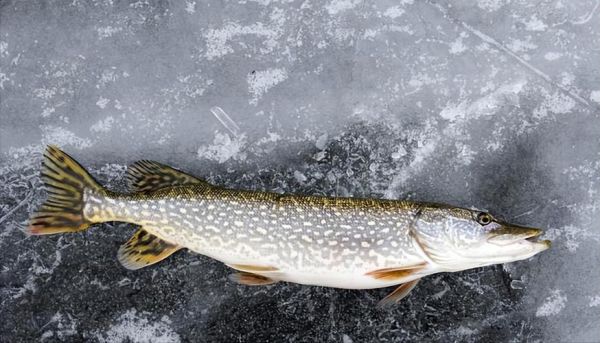 白斑狗鱼图片_白斑狗鱼长什么样-第2张图片-山城妙识