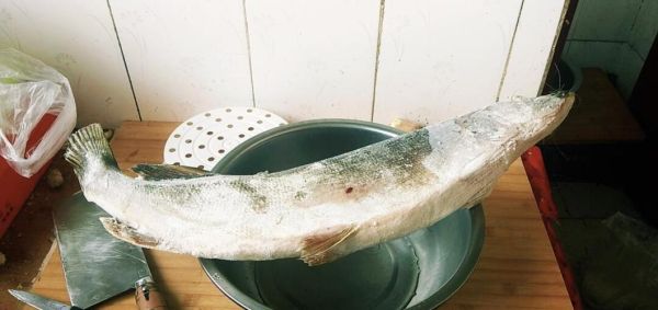 白斑狗鱼图片_白斑狗鱼长什么样-第1张图片-山城妙识