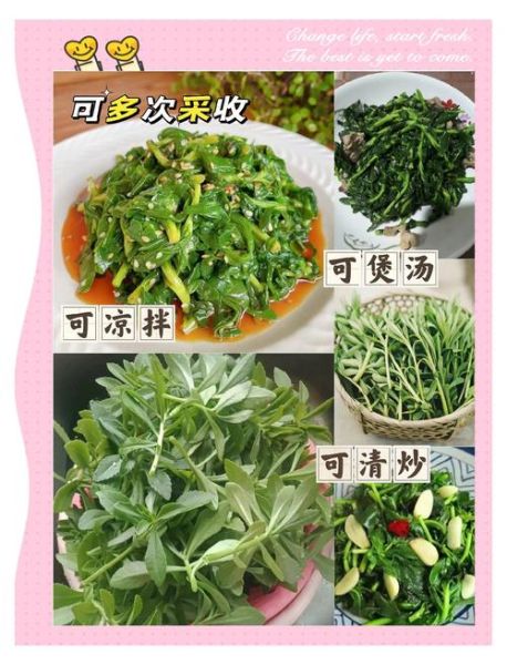 养心菜什么时候种_养心菜怎么种才高产-第2张图片-山城妙识