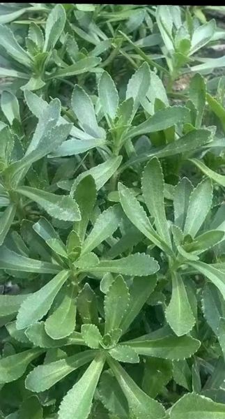 养心菜什么时候种_养心菜怎么种才高产-第3张图片-山城妙识