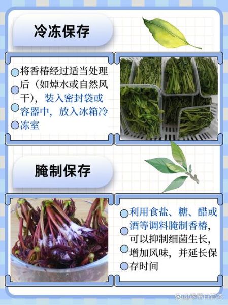 香椿怎么吃最有营养_香椿芽怎么保存-第1张图片-山城妙识 香椿怎么吃最有营养_香椿芽怎么保存-第1张图片-山城妙识