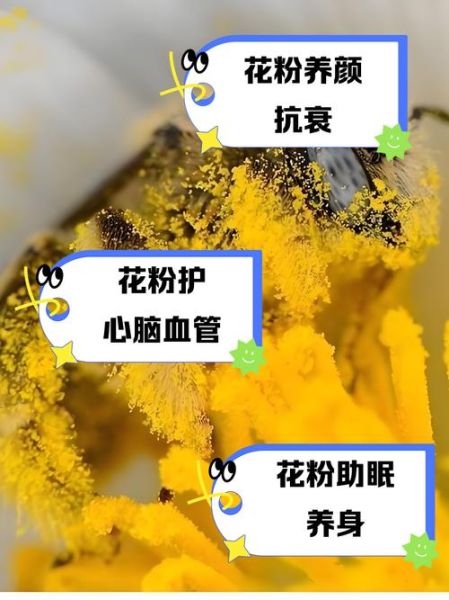 花粉的功效与作用有哪些_花粉主治什么病-第2张图片-山城妙识