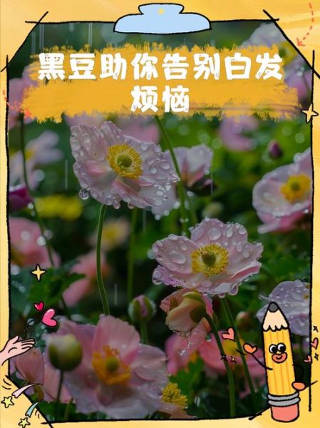 黑豆治白发真的有用吗_坚持吃一年效果-第2张图片-山城妙识