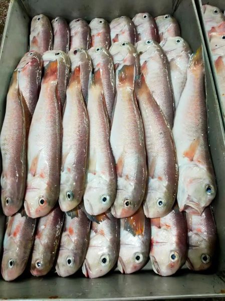 马头鱼多少钱一斤_马头鱼最新价格行情-第2张图片-山城妙识 马头鱼多少钱一斤_马头鱼最新价格行情-第2张图片-山城妙识