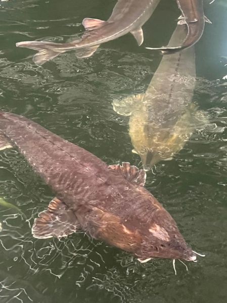 鲟鱼养殖条件_鲟鱼养殖成本是多少-第2张图片-山城妙识