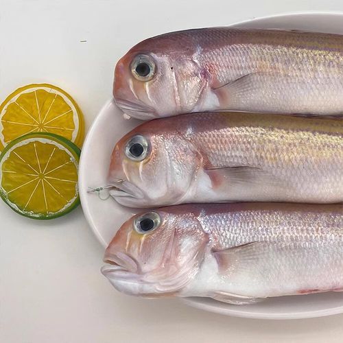 马头鱼多少钱一斤_马头鱼最新价格行情-第3张图片-山城妙识 马头鱼多少钱一斤_马头鱼最新价格行情-第3张图片-山城妙识