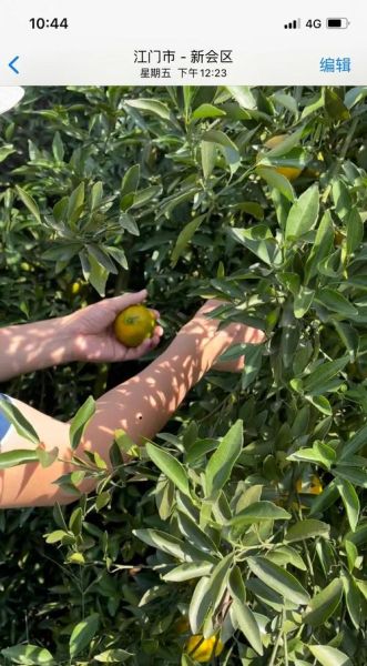 家庭怎样制作陈皮_自制陈皮的做法步骤-第1张图片-山城妙识