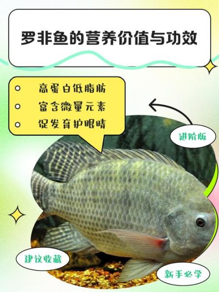 罗非鱼是不是很脏_罗非鱼到底脏不脏-第1张图片-山城妙识