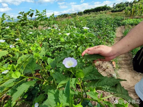 假酸浆果的功效与作用_假酸浆果怎么吃-第1张图片-山城妙识