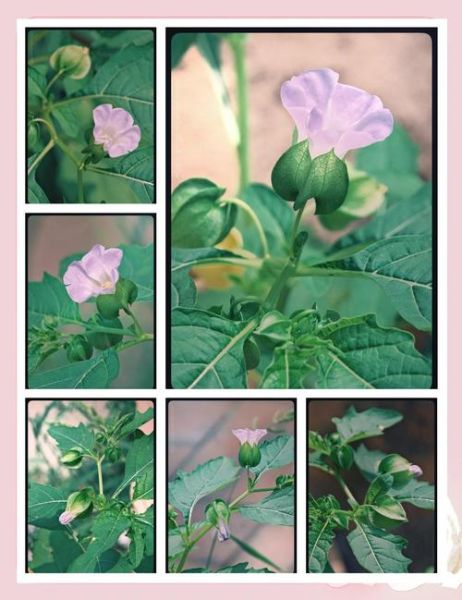 假酸浆果的功效与作用_假酸浆果怎么吃-第3张图片-山城妙识