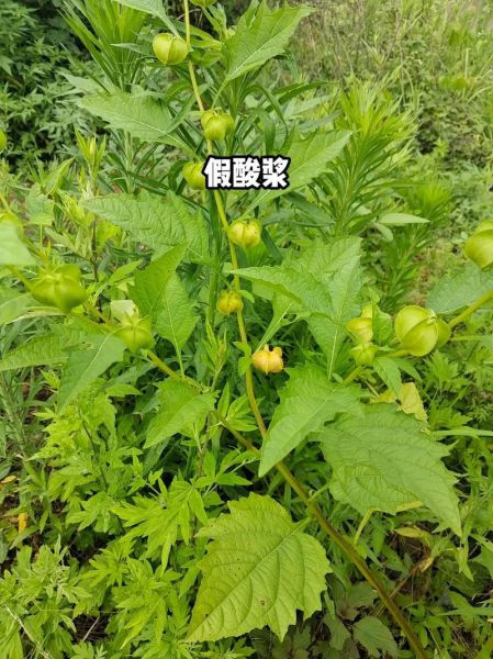 假酸浆果的功效与作用_假酸浆果怎么吃-第2张图片-山城妙识