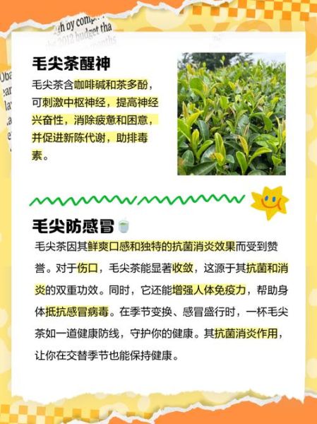 毛尖茶的功效与作用_毛尖茶怎么喝才减肥-第1张图片-山城妙识