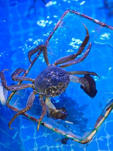 大螃蟹图片大全大图真实_高清实拍图鉴-第1张图片-山城妙识