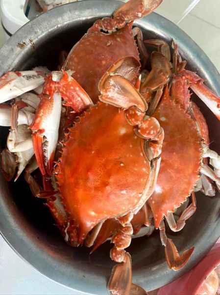 大螃蟹图片大全大图真实_高清实拍图鉴-第2张图片-山城妙识