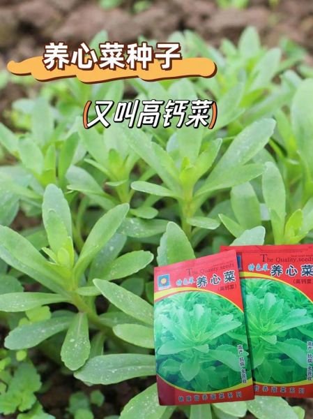 高钙菜有哪些_高钙菜怎么做好吃-第1张图片-山城妙识
