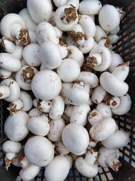 双孢蘑菇栽培技术_如何种出高产菇-第3张图片-山城妙识