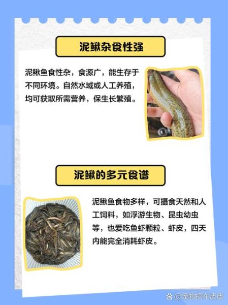 泥鳅吃什么饲料最好_泥鳅饲料配方大全-第1张图片-山城妙识 泥鳅吃什么饲料最好_泥鳅饲料配方大全-第1张图片-山城妙识