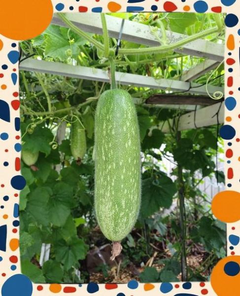 节瓜什么时候种最合适_节瓜种植技术与管理要点-第3张图片-山城妙识