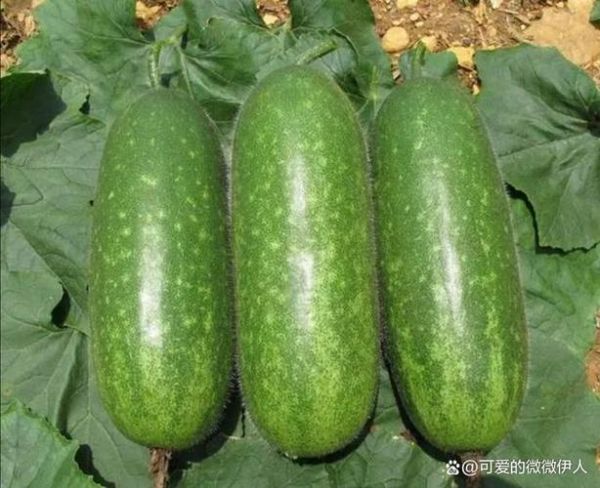 节瓜什么时候种最合适_节瓜种植技术与管理要点-第1张图片-山城妙识