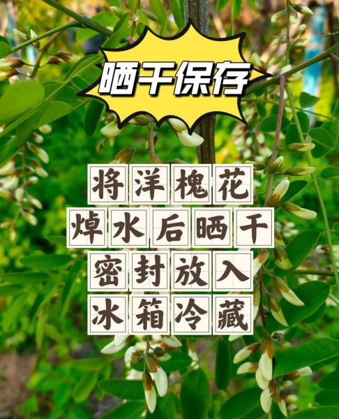 洋槐花怎么保存时间长_洋槐花冷冻还是晒干好-第3张图片-山城妙识 洋槐花怎么保存时间长_洋槐花冷冻还是晒干好-第3张图片-山城妙识