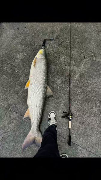 鳡鱼多少钱一斤2021_鳡鱼价格走势-第1张图片-山城妙识 鳡鱼多少钱一斤2021_鳡鱼价格走势-第1张图片-山城妙识