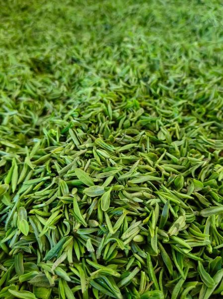 毛尖茶产地在哪里_毛尖茶哪个产地最正宗-第1张图片-山城妙识