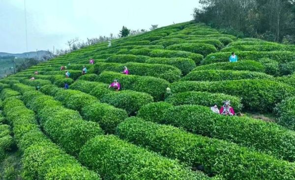 毛尖茶产地在哪里_毛尖茶哪个产地最正宗-第2张图片-山城妙识