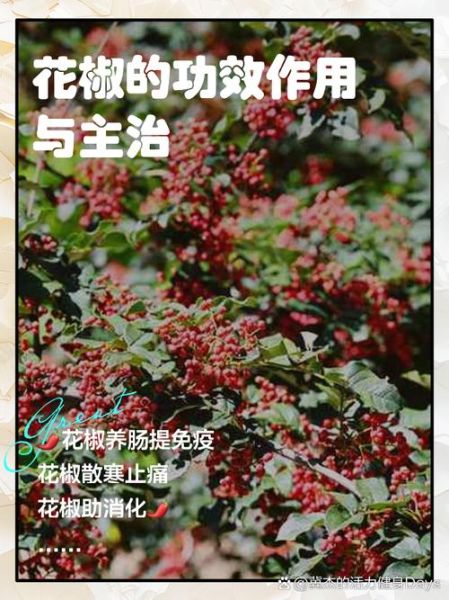 花椒的功效与作用_花椒的禁忌有哪些-第1张图片-山城妙识