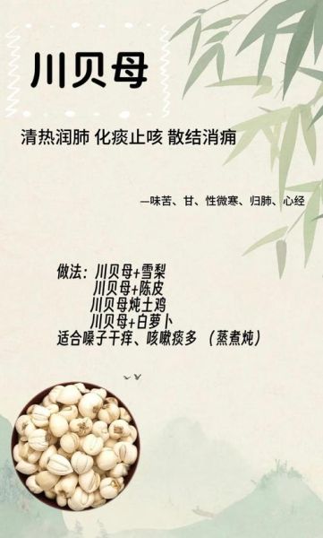 川贝可以直接泡水喝吗_川贝泡水正确方法-第1张图片-山城妙识 川贝可以直接泡水喝吗_川贝泡水正确方法-第1张图片-山城妙识