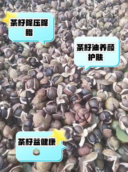茶籽的功效与作用_茶籽怎么食用-第2张图片-山城妙识