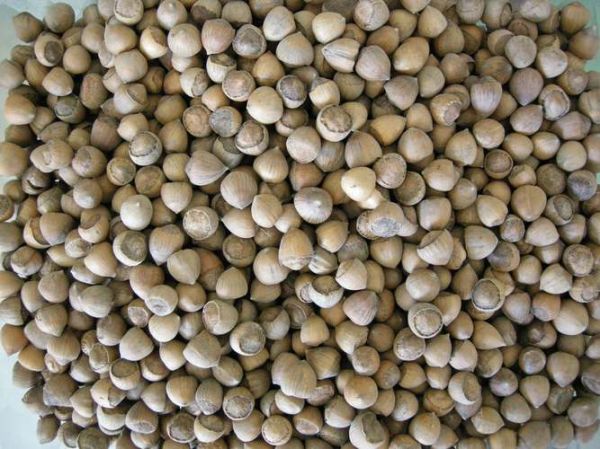 毛榛子图片_毛榛子长什么样-第2张图片-山城妙识