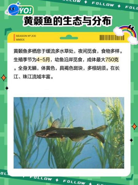 黄颡鱼吃什么食物_黄颡鱼饲料怎么选-第1张图片-山城妙识