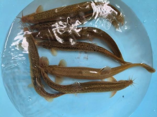 养殖泥鳅一亩赚多少钱_泥鳅养殖成本利润分析-第3张图片-山城妙识