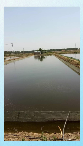 养殖泥鳅一亩赚多少钱_泥鳅养殖成本利润分析-第1张图片-山城妙识