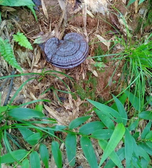 灵芝图片大全大图_如何辨别真假灵芝-第3张图片-山城妙识 灵芝图片大全大图_如何辨别真假灵芝-第3张图片-山城妙识