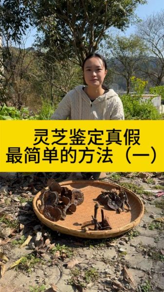 灵芝图片大全大图_如何辨别真假灵芝-第2张图片-山城妙识 灵芝图片大全大图_如何辨别真假灵芝-第2张图片-山城妙识